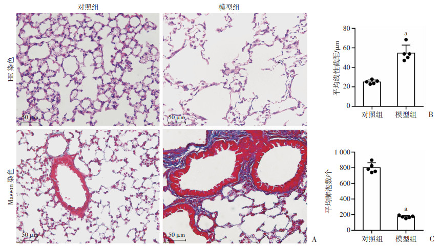 勋博生物慢性阻塞性肺病（COPD）模型 - 勋博生物